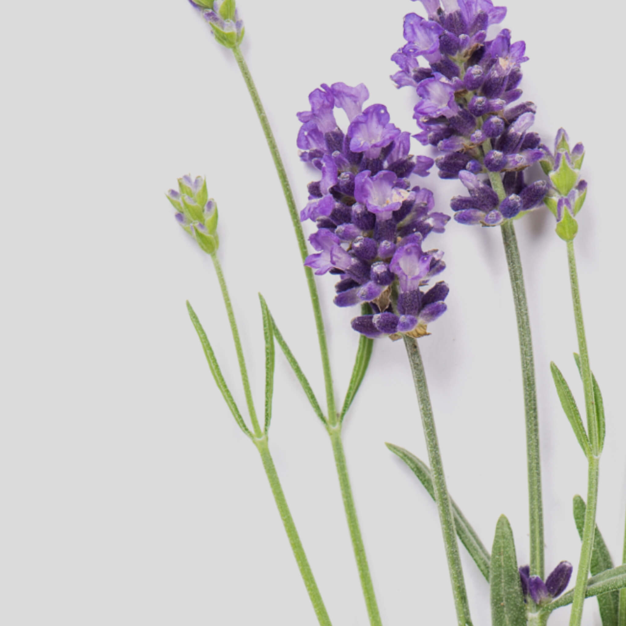 Lavender essential oil fragrance | Calm perfume – SOWÉ Botanic Lab